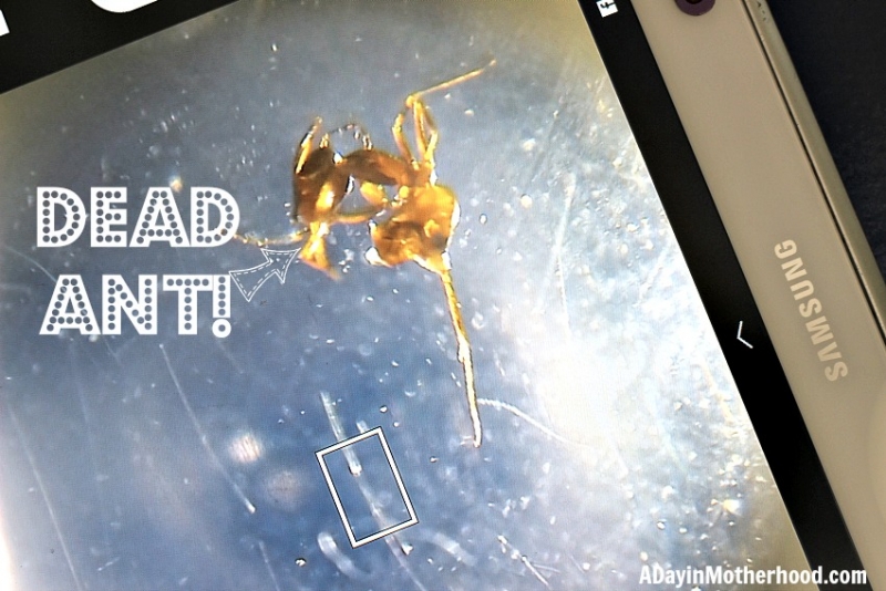 Family Game Night Just Got Super Fun with Buggaloop, Smartscope and ...