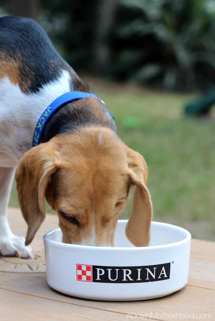 Personalized Dog Food as Unique as My Dog is Here!