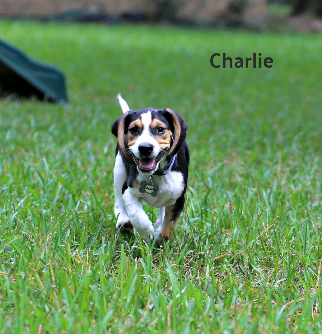 How Fostering Four Beagle Puppies is Teaching me to Let Go