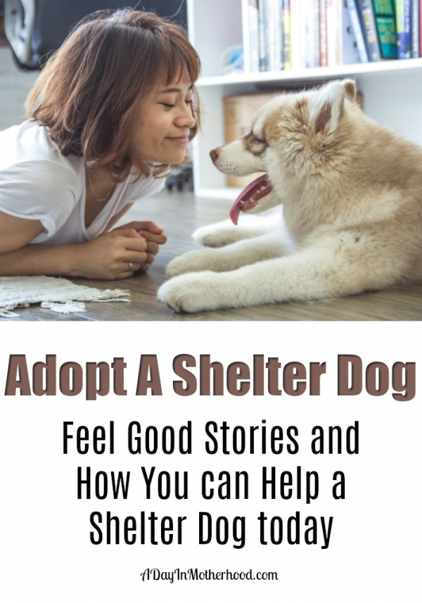 Adopt a Shelter Dog - Feel Good Stories and How You Can Help
