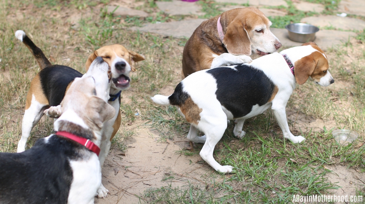 It is Possible to Keep a House Fairly Clean with Five Dogs