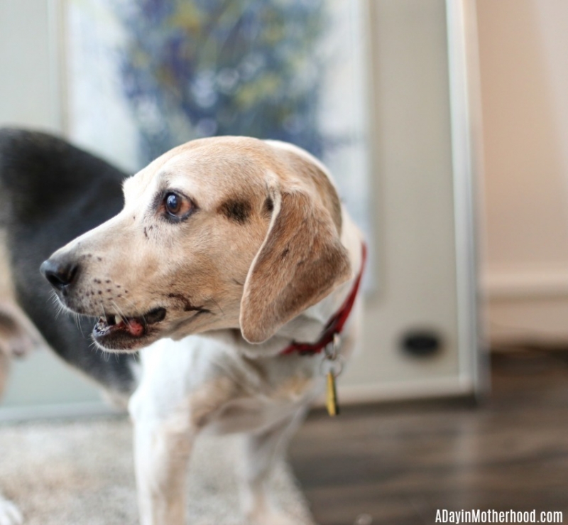 It is Possible to Keep a House Fairly Clean with Five Dogs