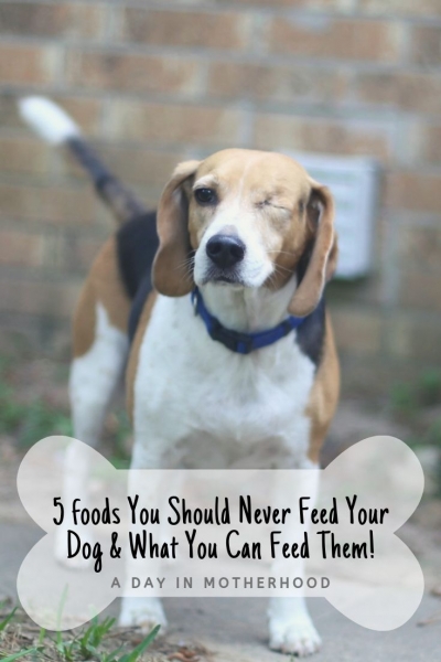 5 Foods You Should Never Feed Your Dog and What You Can Feed Them