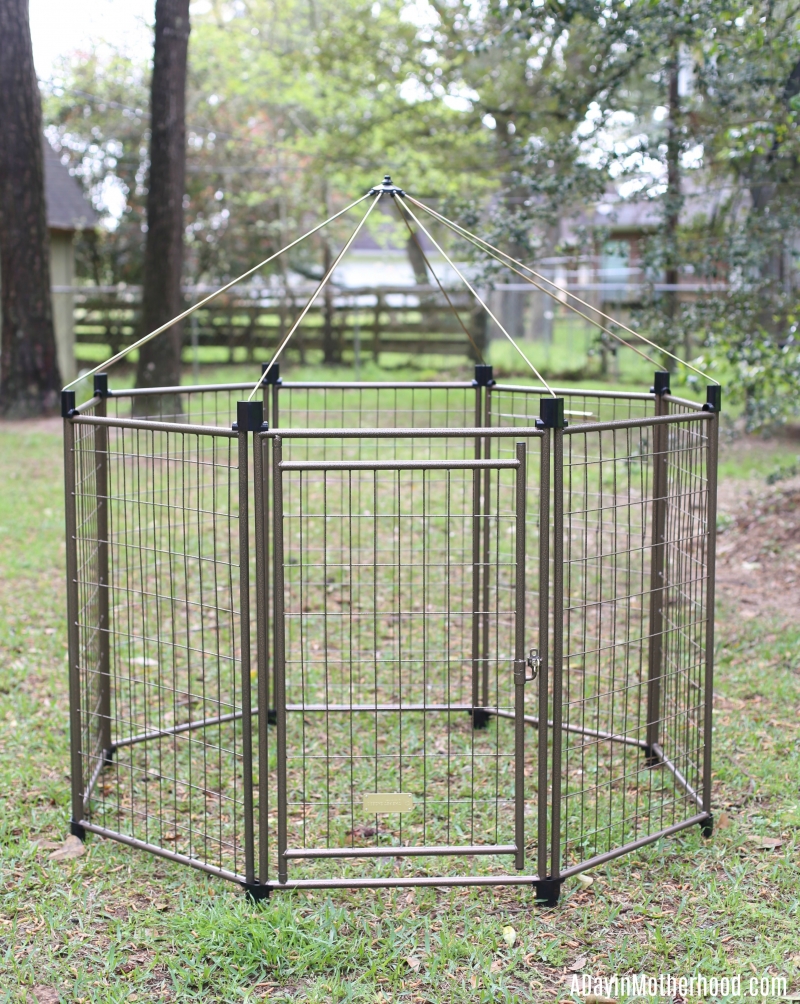 Spoil Your Dog in a Relaxing Kennel from the The Pet Gazebo