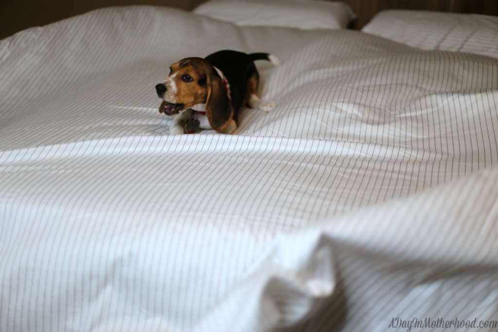 High Quality Sheets from California Design Den Makes Sleep Amazing