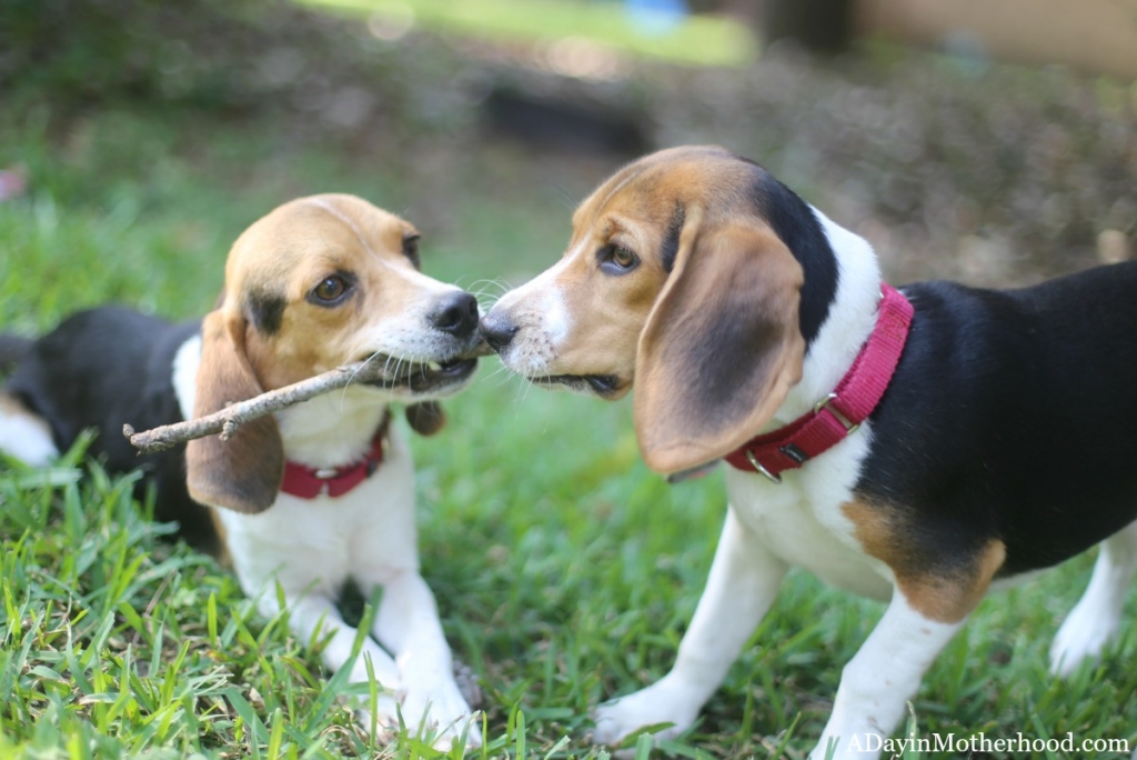 Grain vs No Grain Dog Food and Can I Feed All of my Dogs the Same Food?